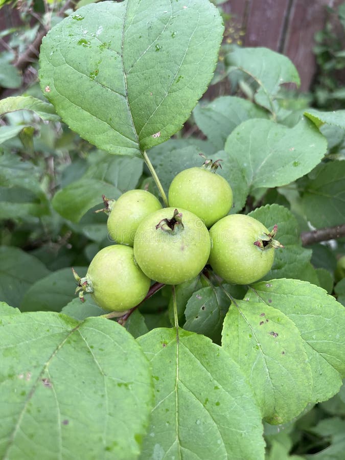 Not ripe apples stock image. Image of green, little - 229285035