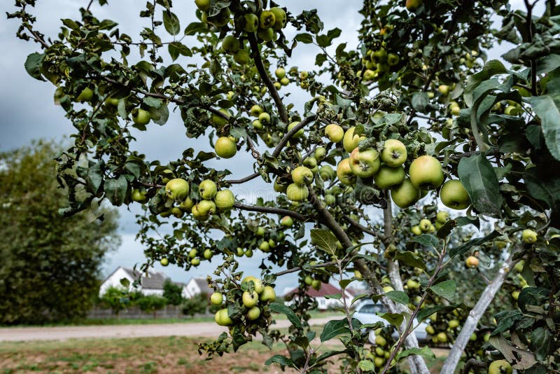Small Green Apples on a Tree. Stock Image - Image of plant, green ...