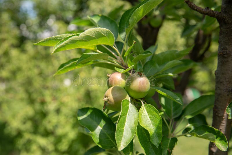Small Green Apples on the Tree. Green Summer Garden Stock Image - Image ...