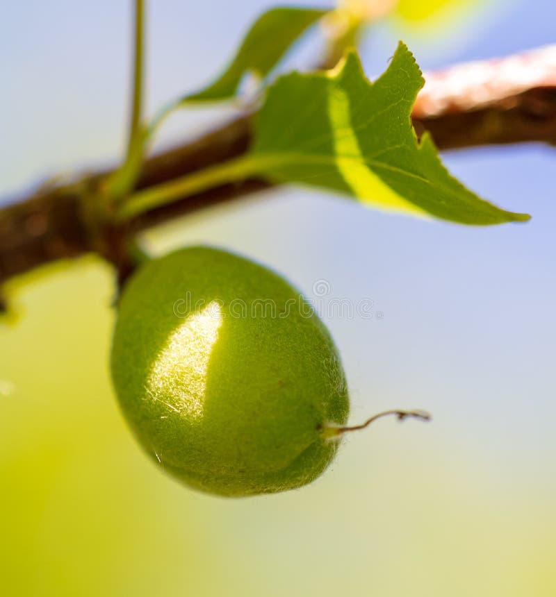 Small Green Apricot on a Tree Branch Stock Photo - Image of leaf ...