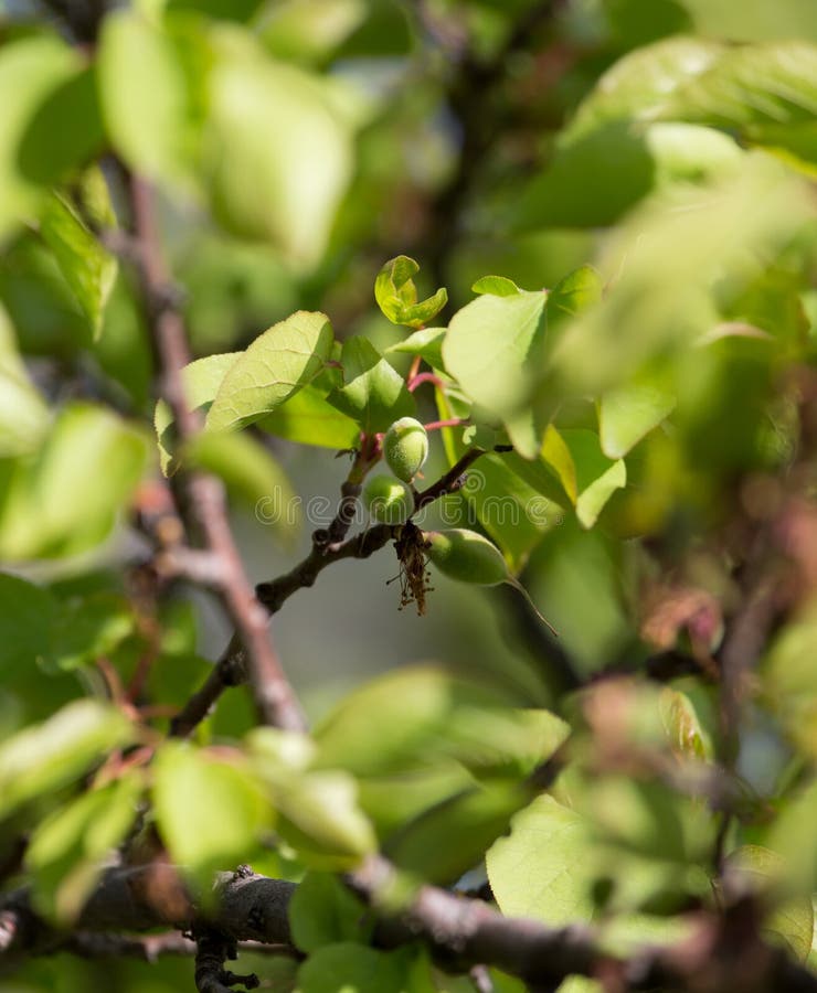 Small Green Apricots on the Tree Branches Stock Photo - Image of ...
