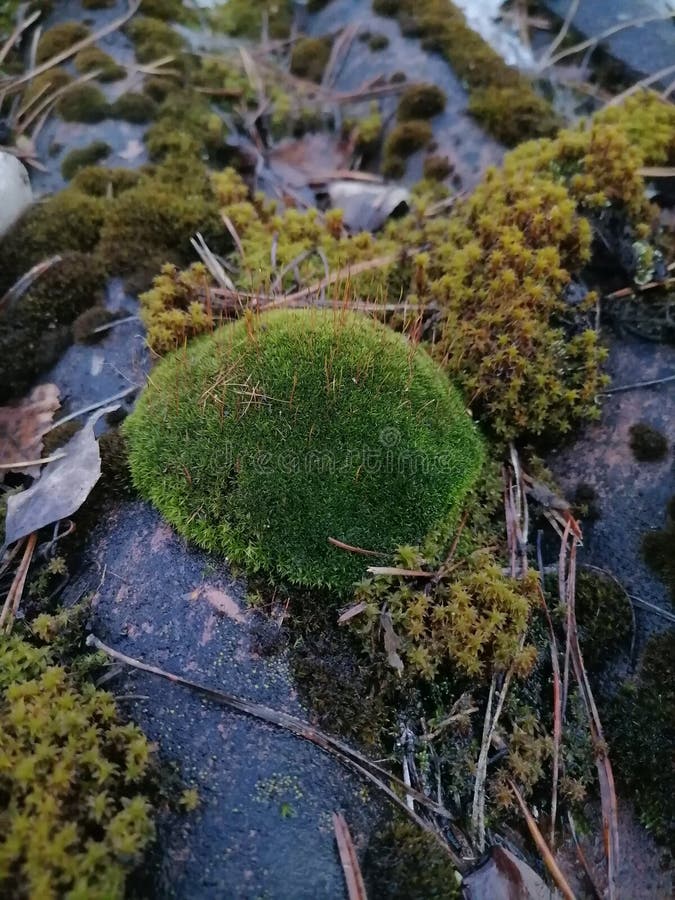 A Small Green Ball of Moss on Crash Stock Photo - Image of green, crash ...