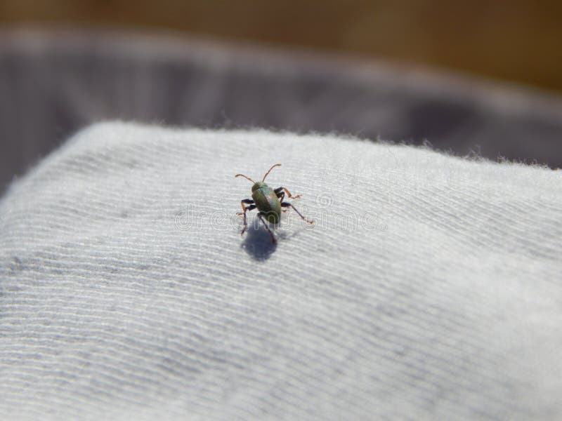 Small green beetle stock image. Image of insect, invertebrate - 246883513