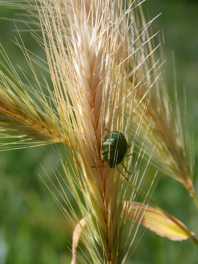 Little green beetle stock photo. Image of nature, macro - 99897082