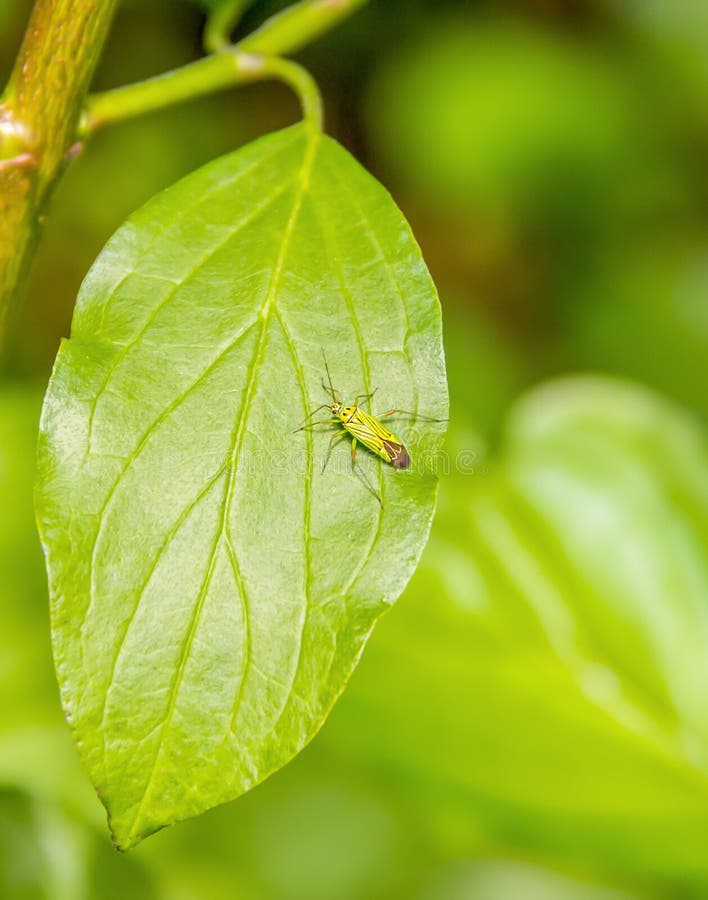 Small Green Beetle on Green Leaf Stock Photo - Image of coleoptera ...