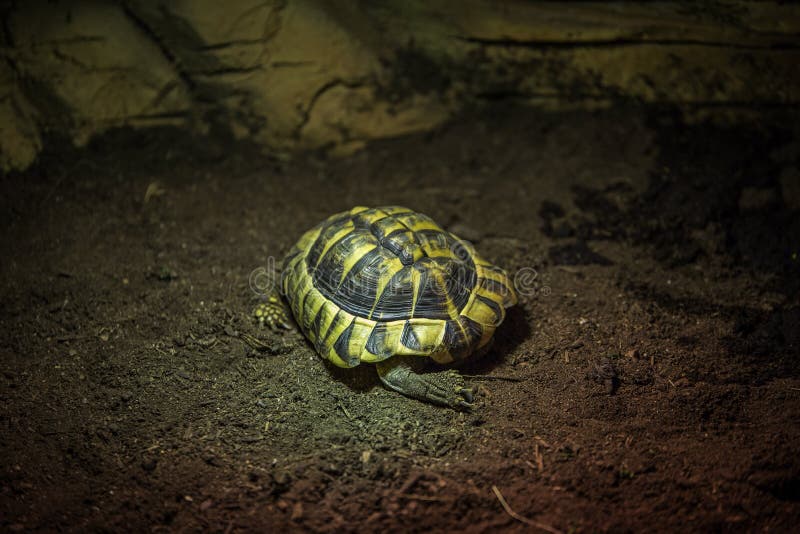 983 Small Turtle Black Background Photos - Free & Royalty-Free Stock ...