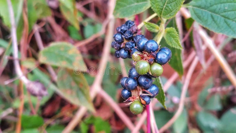 Small Green and Blue Fruits Stock Image - Image of summer, fruits ...