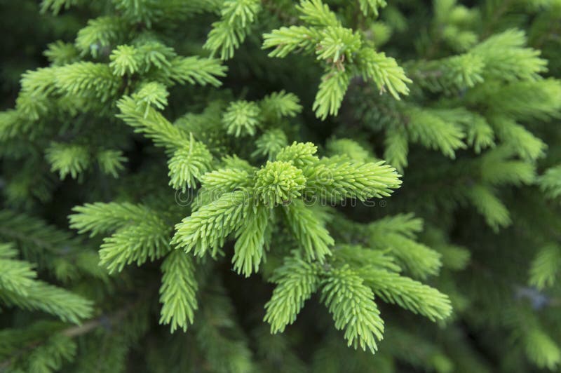 Close-up: Small Green Branches a Conifer Tree with Needle-like Leaves ...