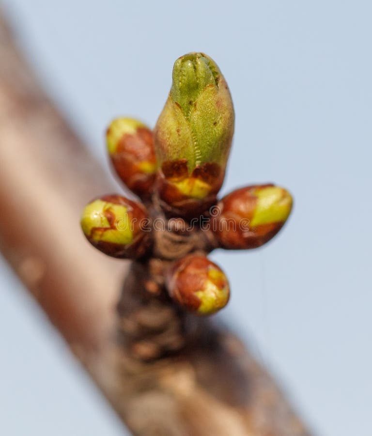 A Small Green Bud on a Tree Branch Stock Image - Image of green ...