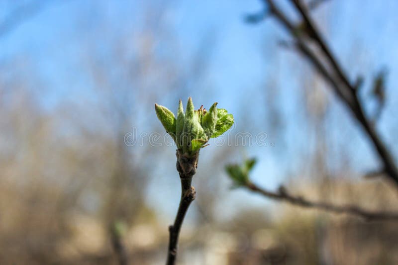 Small Green Buds on the Branches of Apple Tree Stock Image - Image of ...
