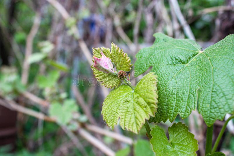 Small Green Buds on the Branches of Grape Vines. Young Green Leaves ...