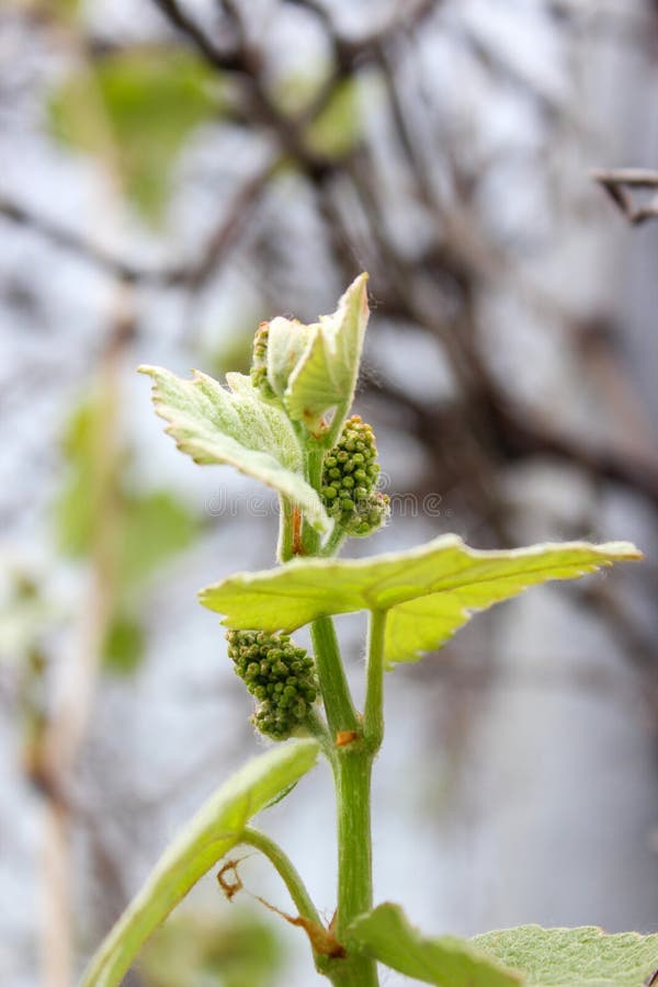 Small Green Buds on the Branches of Grape Vines. Young Green Leaves ...