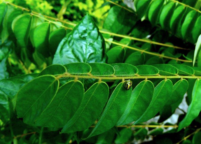 Green bug on leaf stock image. Image of botany, foliage - 100827625