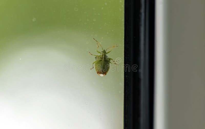 A Small Green Bug (lat. Heteroptera) is Perched on the Edge of a Window ...