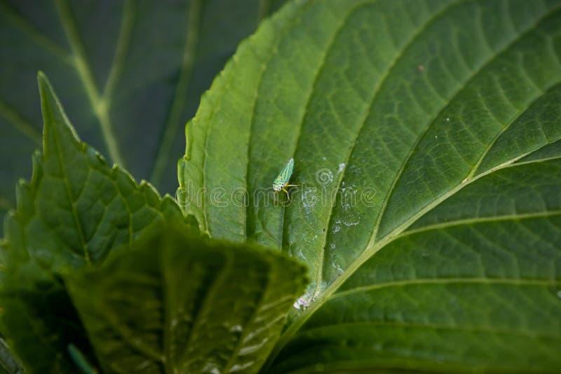 Small Green Bugs on Green Hydrangea Leaves Stock Image - Image of ...