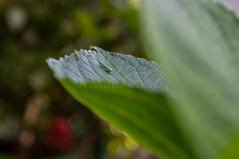 Small Green Bugs on Green Hydrangea Leaves Stock Image - Image of fresh ...
