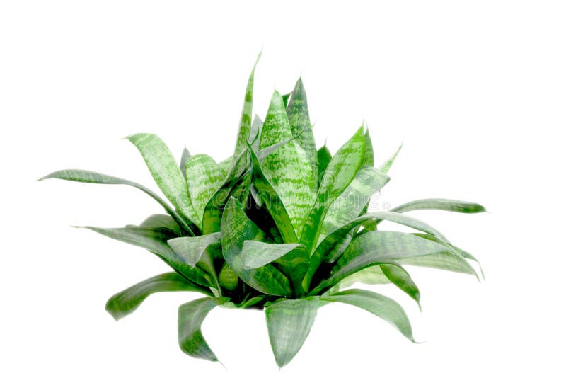 Small green bush stock photo. Image of seasoning, background - 4656516