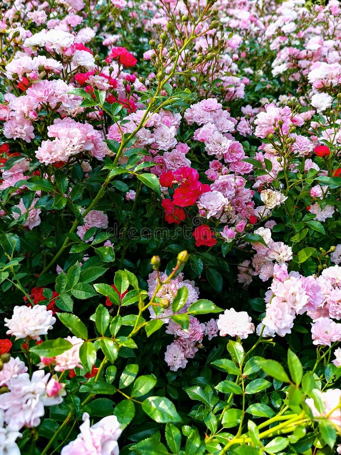 Small Green Bush Full of Colorful Pink Red and White Tiny Flowers Stock ...