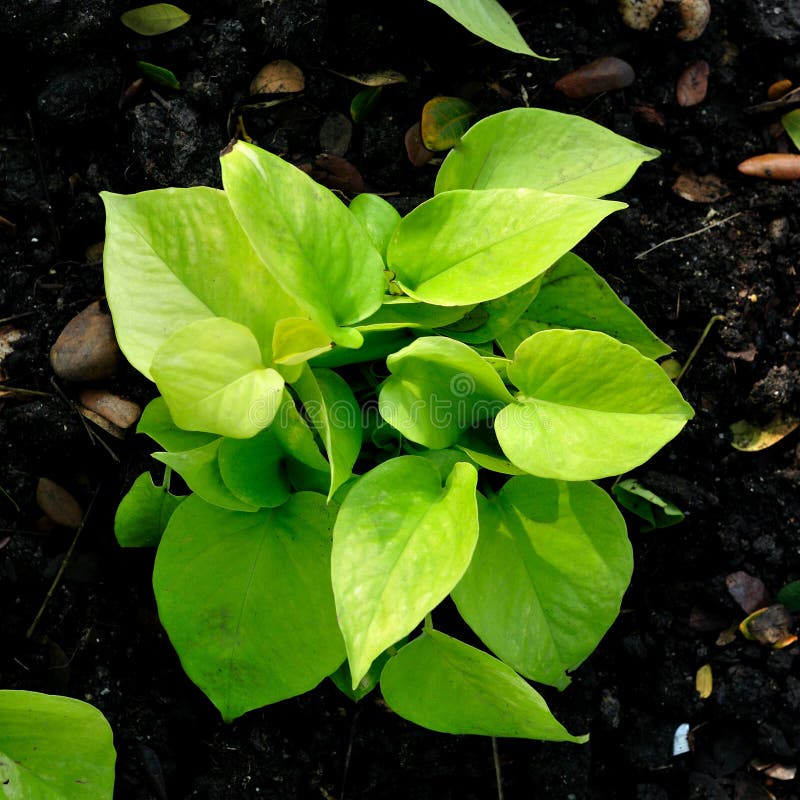 Small Green Bush Growing Up Stock Image - Image of design, branch: 36216605