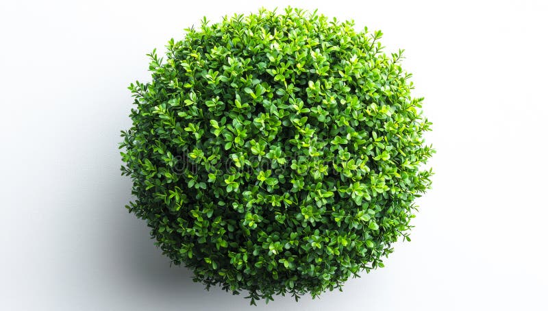 A Small Green Bush with Green Leaves Stock Image - Image of fresh ...