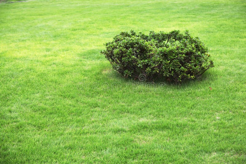 Small green bush stock image. Image of peaceful, green - 91801409
