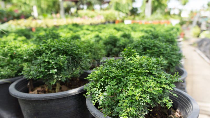 Small green bush tree stock photo. Image of cultivated - 32225178