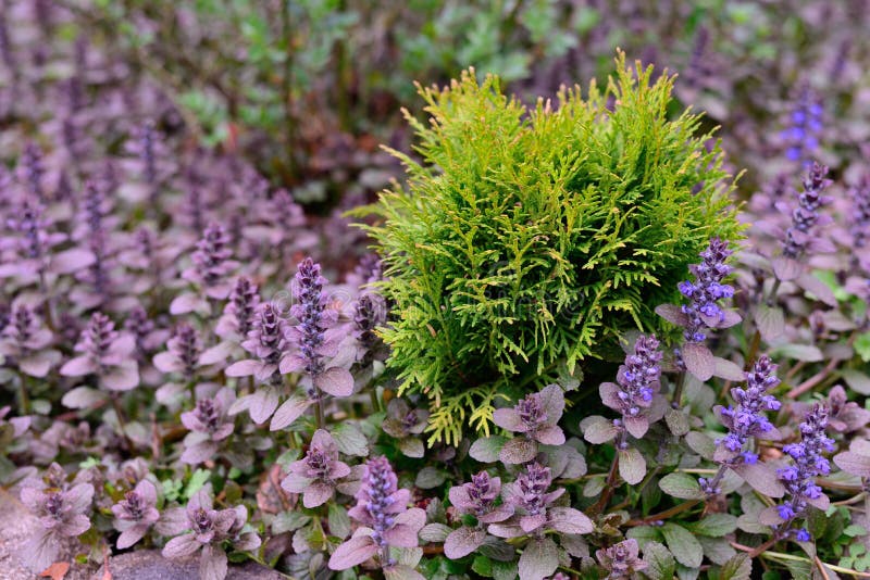 Small Green Bush Among Violet Flowers Stock Photo - Image of potted ...
