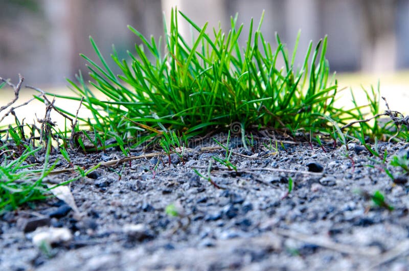 Small Green Bushes, Lawns, Plants, Grass Growing on the Ground. Macro ...