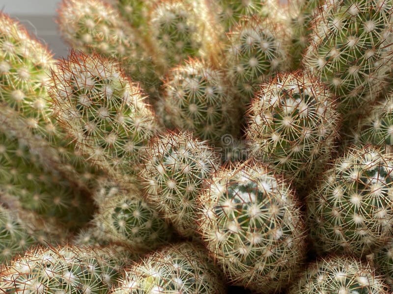 Small green cactus at home stock photo. Image of light - 218843932