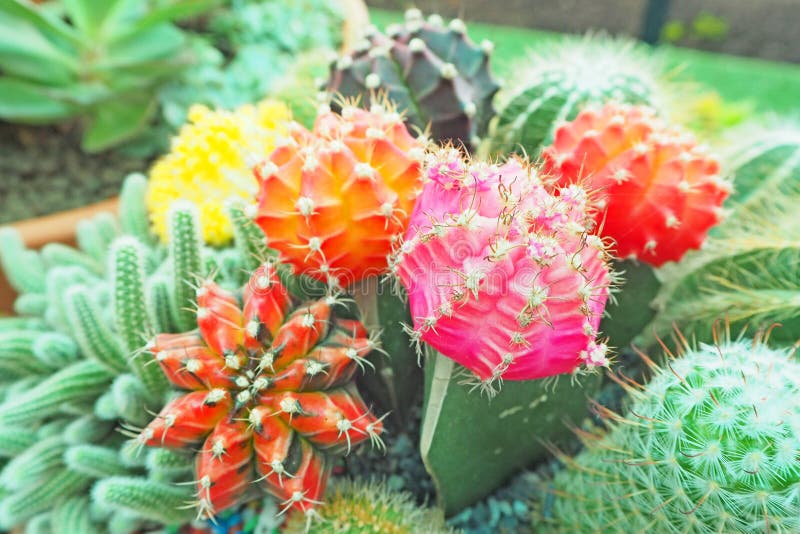 Small Green Cactus with Sharp Spines Stock Image - Image of flora ...