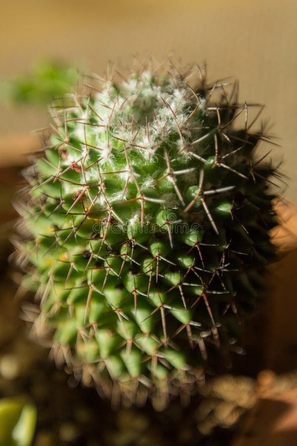 Small Green Cactus in Soft Focus Stock Photo - Image of shadow, plant ...