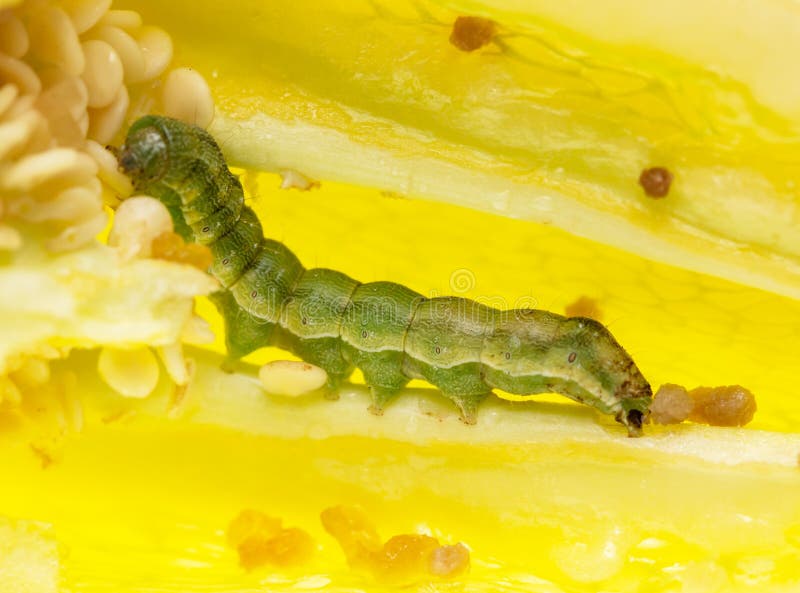 Small Green Caterpillar Inside the Vegetable Stock Image - Image of ...