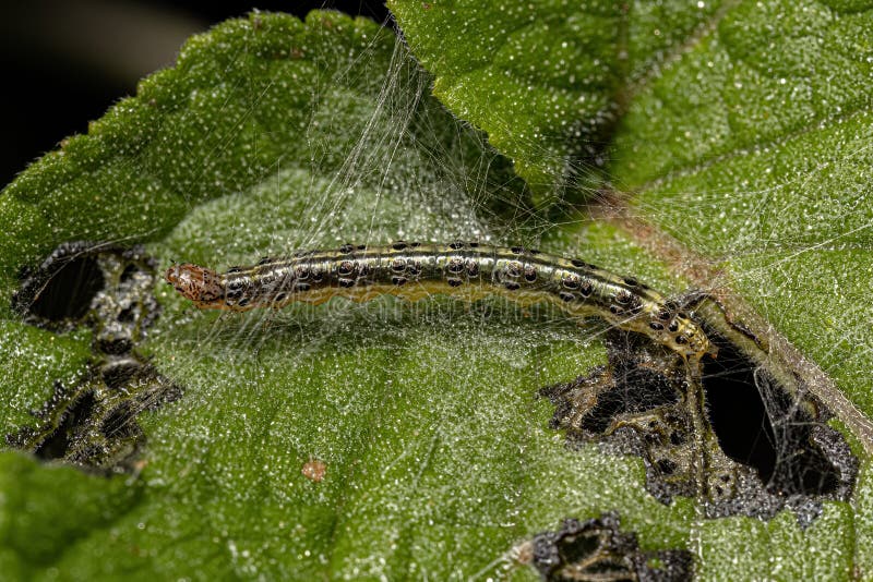 Small Green Caterpillar stock photo. Image of macro - 264741490