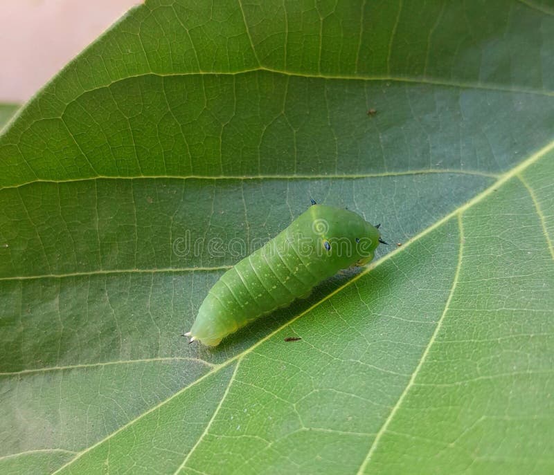 Small Green Caterpillars are on the Leaves Stock Image - Image of ...