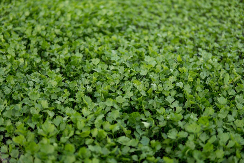 Small green celery stock image. Image of green, food - 94186615