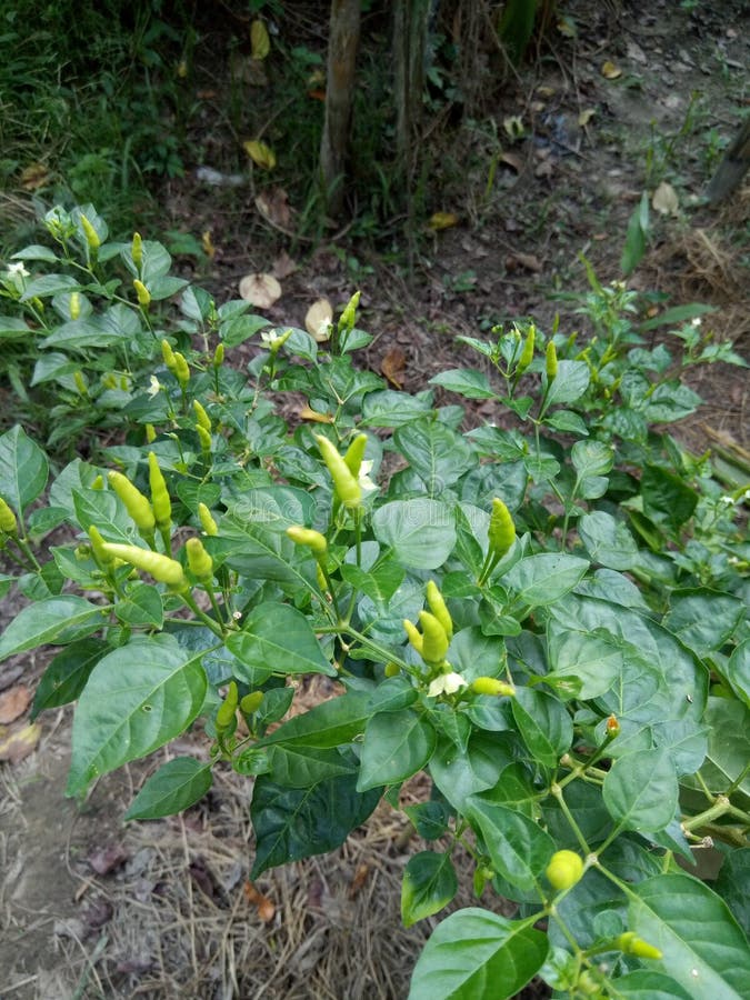 Chilli tree stock photo. Image of decorative, color, info - 97352532
