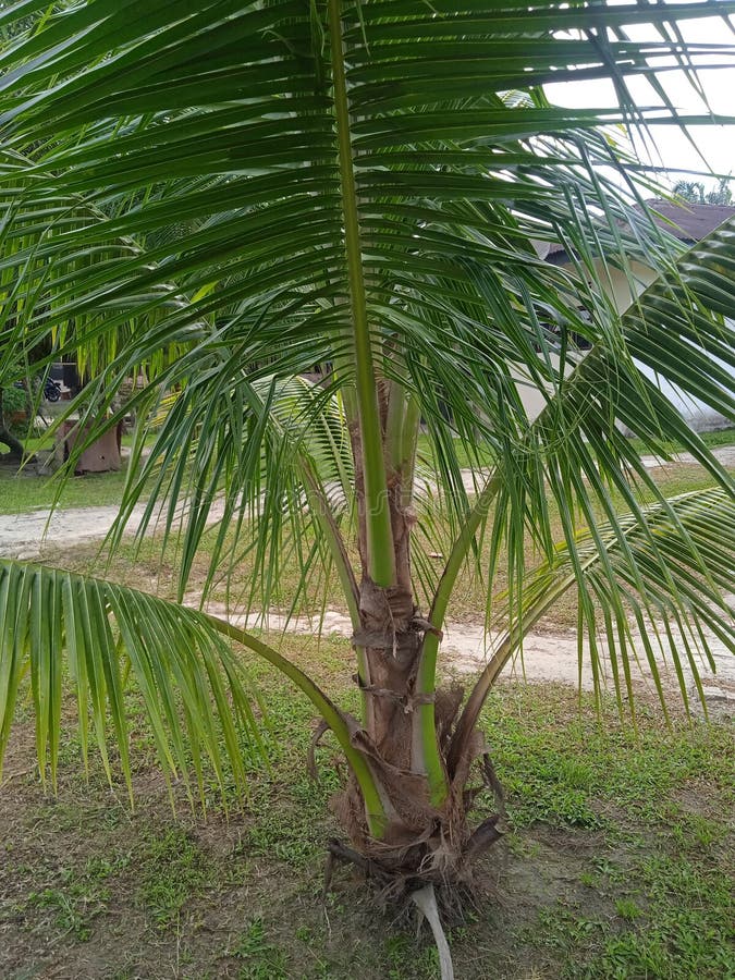 Small Green Coconut Tree at My Home Stock Image - Image of small, home ...