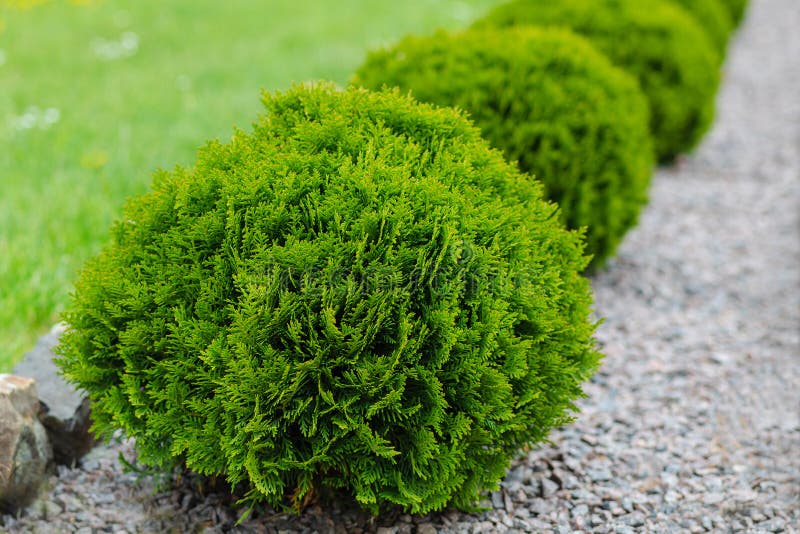 A Small Green Coniferous Bush. Round Thuja. Stock Photo - Image of ...
