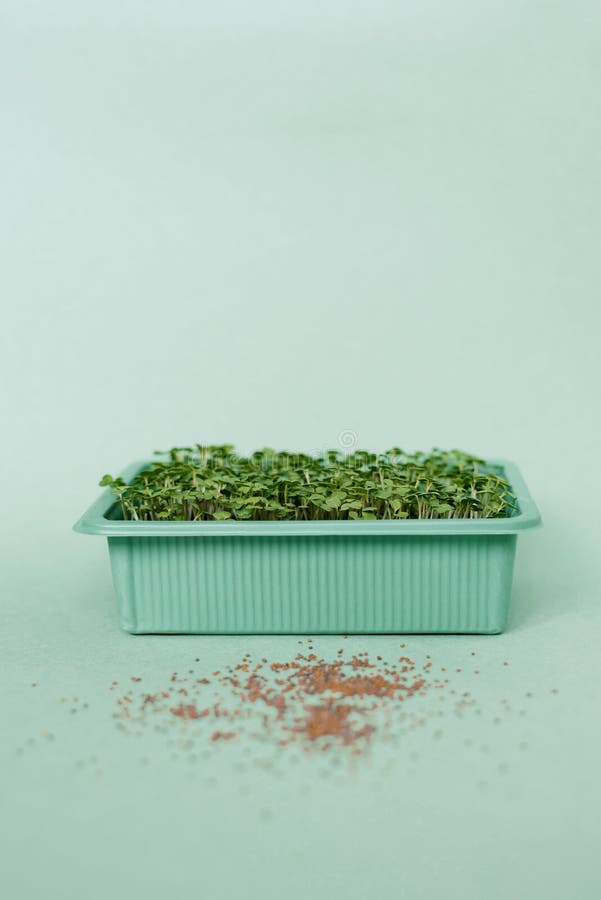 Small Green Container with Few Sprouts Arugula in it and Seeds Stock ...