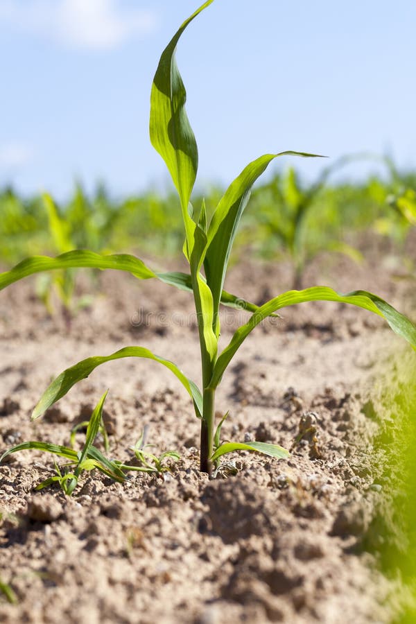 Small Green Corn Sprouts in the Summer Stock Photo - Image of view ...