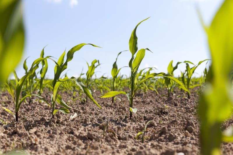 Small Green Corn Sprouts in the Summer Stock Photo - Image of ...