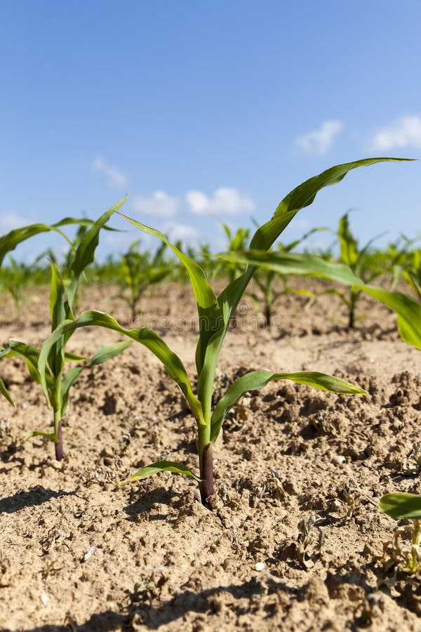 Small Green Corn Sprouts in the Summer Stock Photo - Image of crop ...