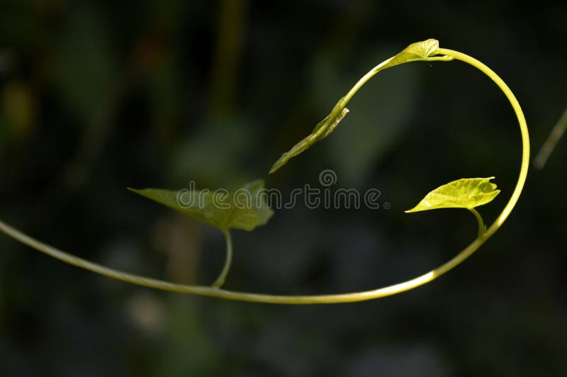 Small green creeper stock photo. Image of small, leaf - 189447102