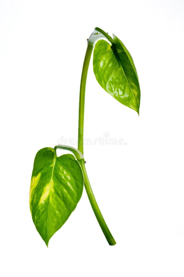 Small green crop isolated stock image. Image of grow - 15331539