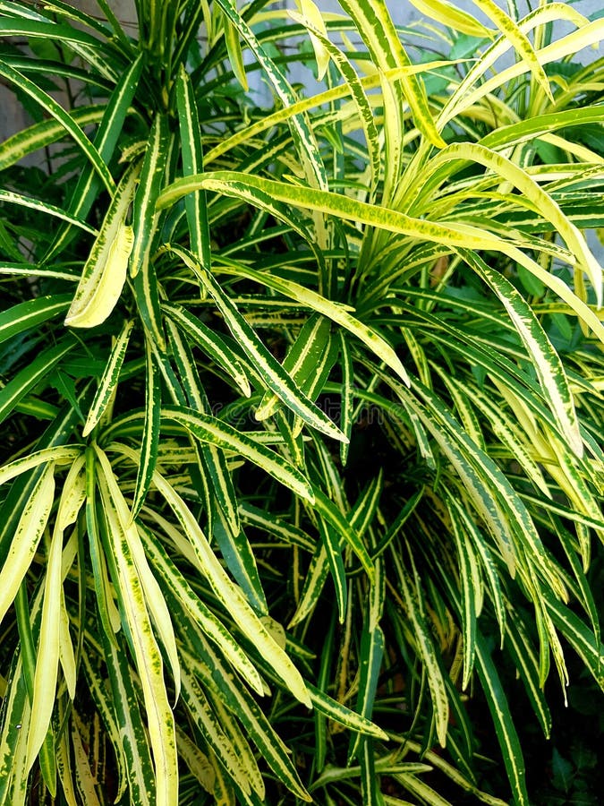 Garden Croton Yellow To Green Plant Stock Image - Image of tree, food ...