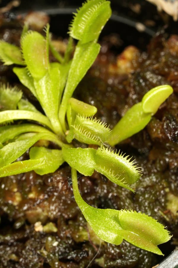 A Small Green Dionaea Muscipula, Commonly Known As a Venus Flytrap ...