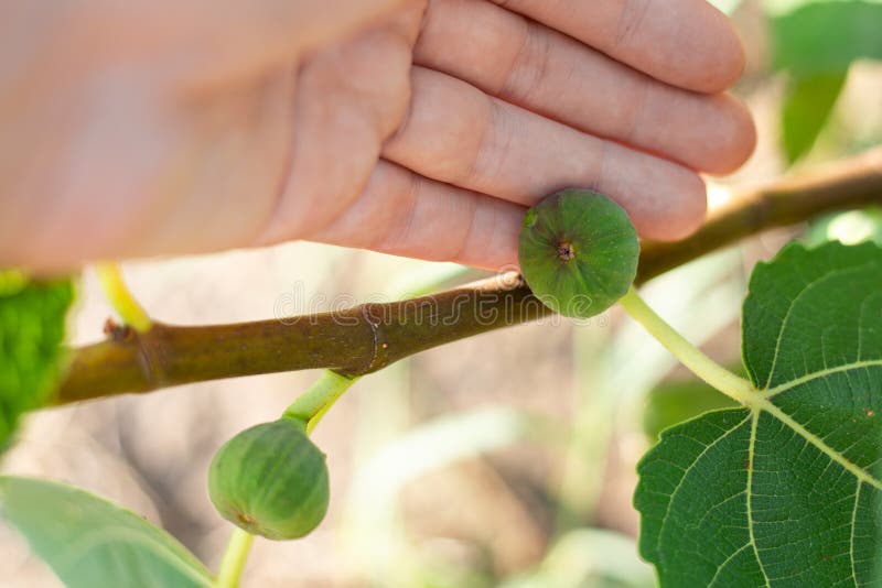 Small Green Fig on a Bush Branch. Growing and Caring for Fruit Trees ...