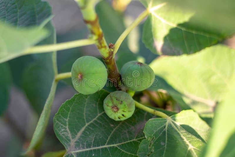 Small Green Fig on a Bush Branch. Growing and Caring for Fruit Trees ...
