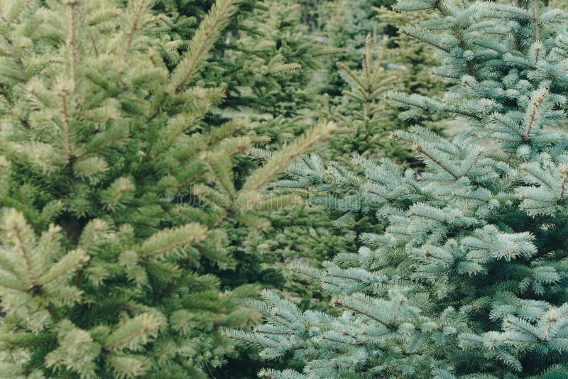 Small Green Fir Trees in the Park Close Up Stock Image - Image of ...