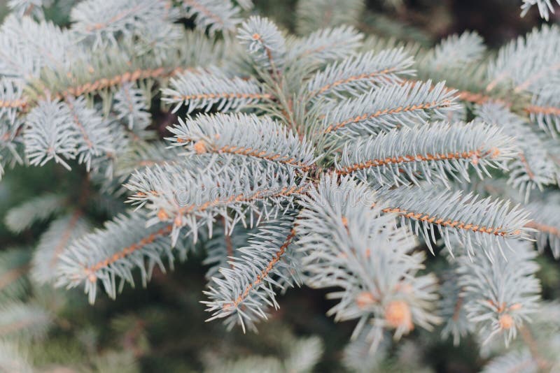 Small Green Fir Trees in the Park Close Up Stock Image - Image of ...